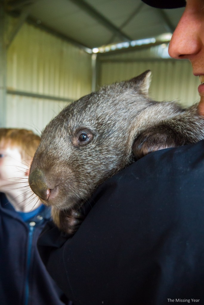 How to Squeeze a Wombat | The Missing Year